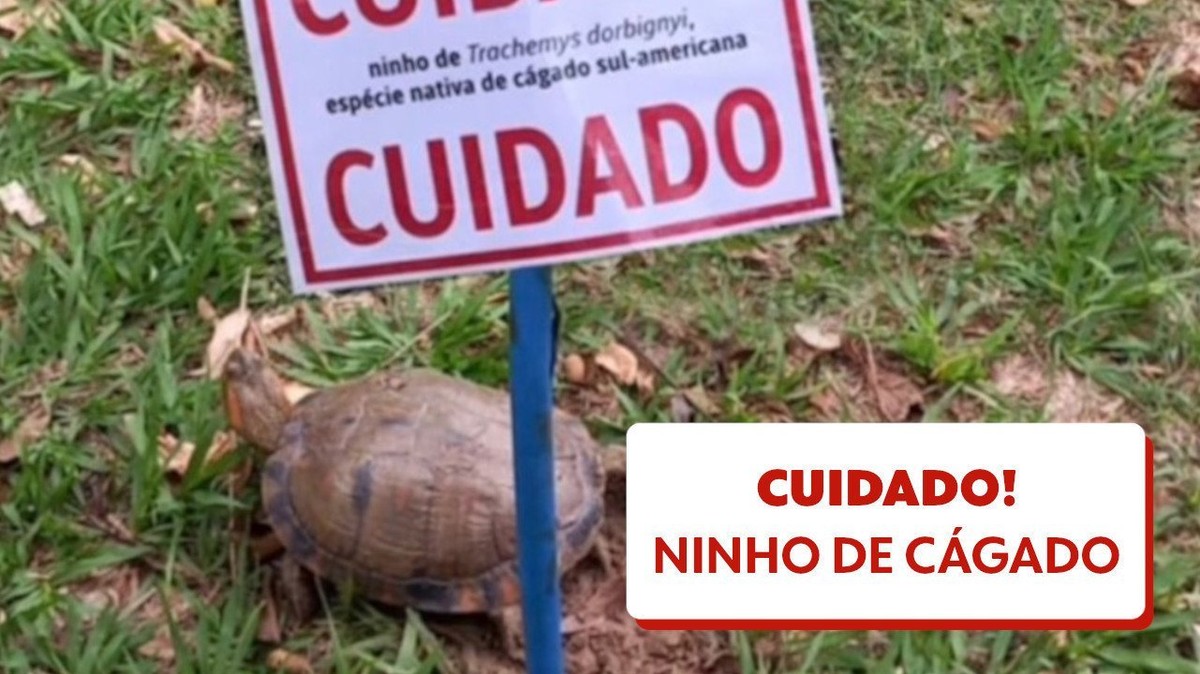 VÍDEO: Cágado faz ninho em universidade do ES e alunos colocam placa ...