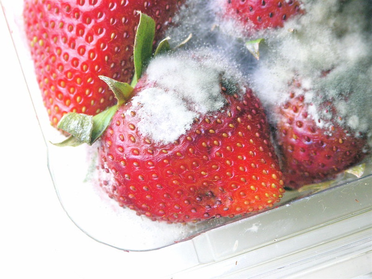 Cortar pedaço da fruta mofado e comer o resto faz mal? Entenda ...