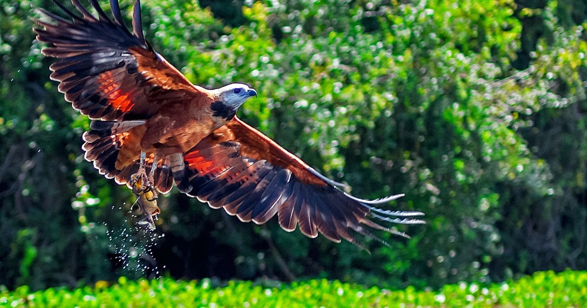 G1 - Gavião-belo é fotografado em ação no Pantanal de Poconé, no MT ...