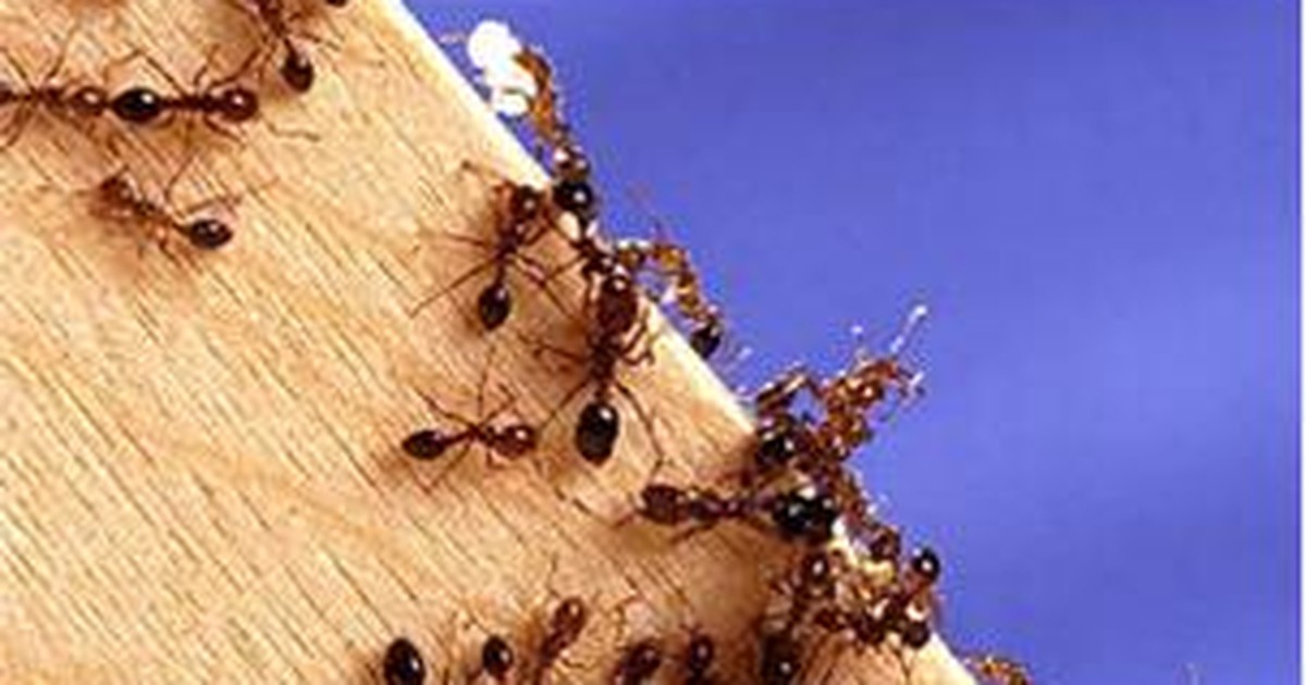 G1 - Mosca 'assassina' deposita larva para decapitar formigas ...