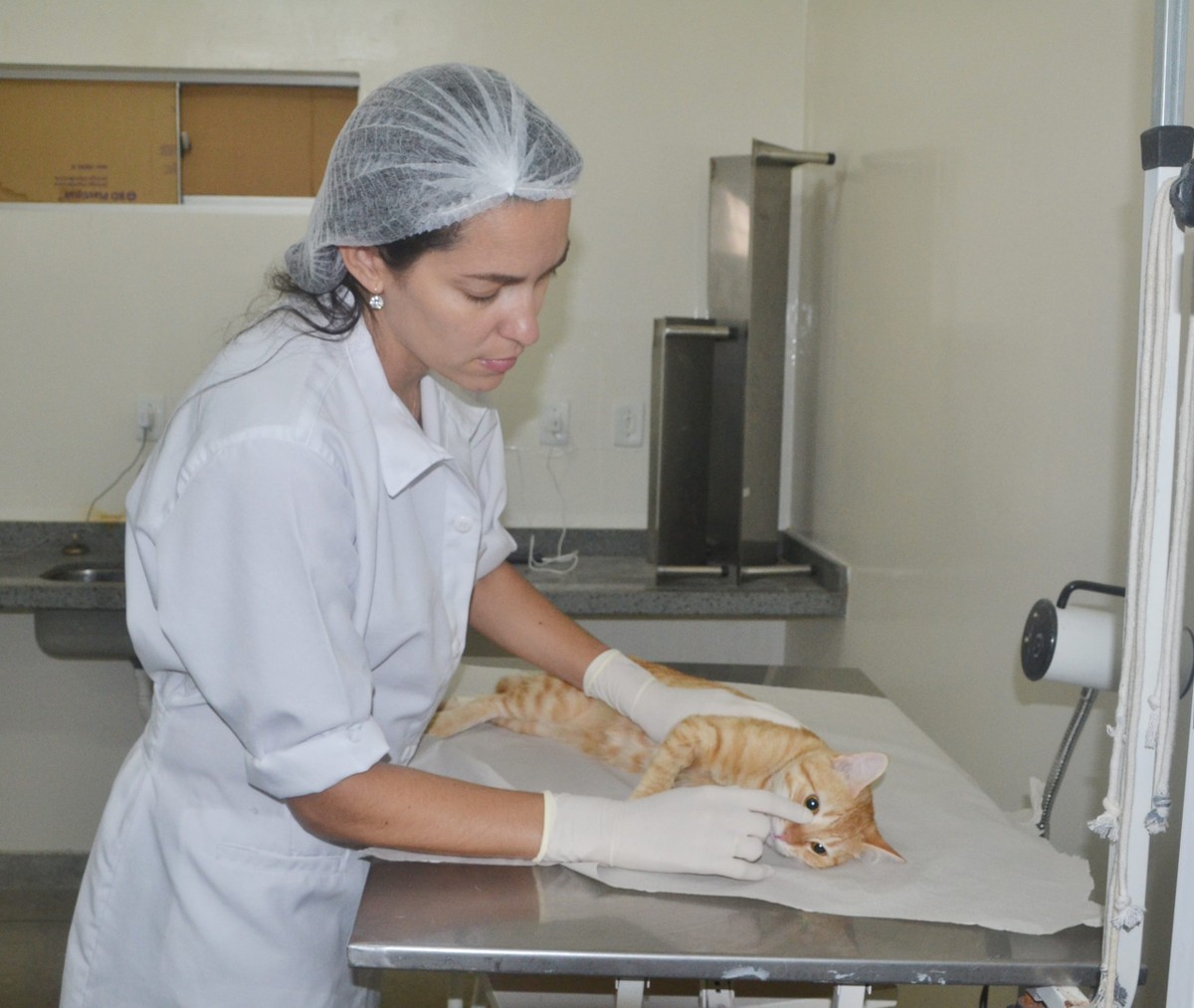 Agendamento para castração de cães e gatos acontece nesta sexta-feira ...