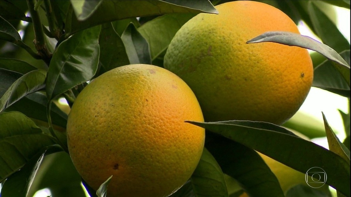 Safra de laranja deve crescer 36% nas principais regiões produtoras do ...