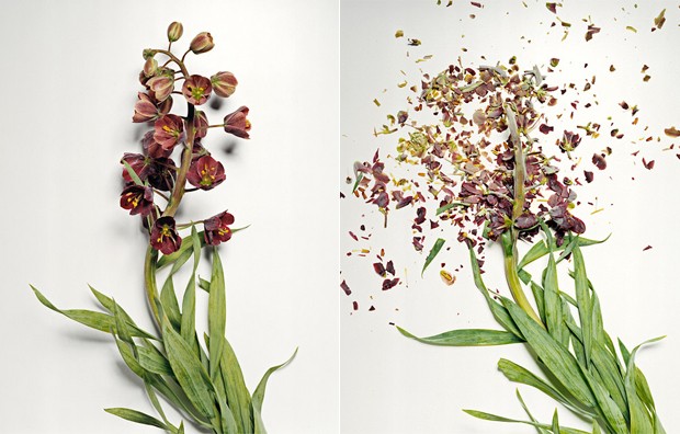 G1 - Fotógrafo usa flores congeladas e clica plantas em estilhaços ...