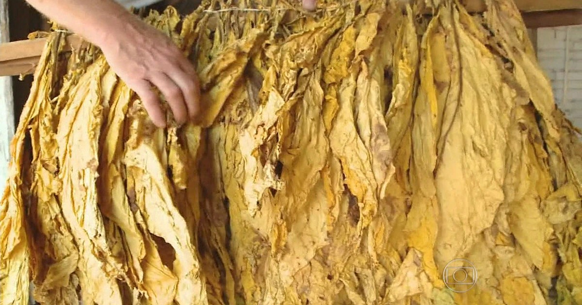 Agronegócios - Produtores fazem a colheita do fumo e comemoram a ...