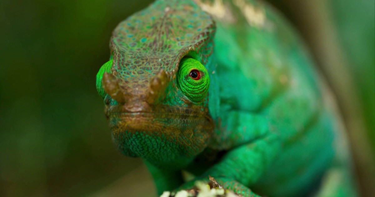 Fantástico - 'Planeta Terra - Uma nova viagem' traz imagens inéditas da ...