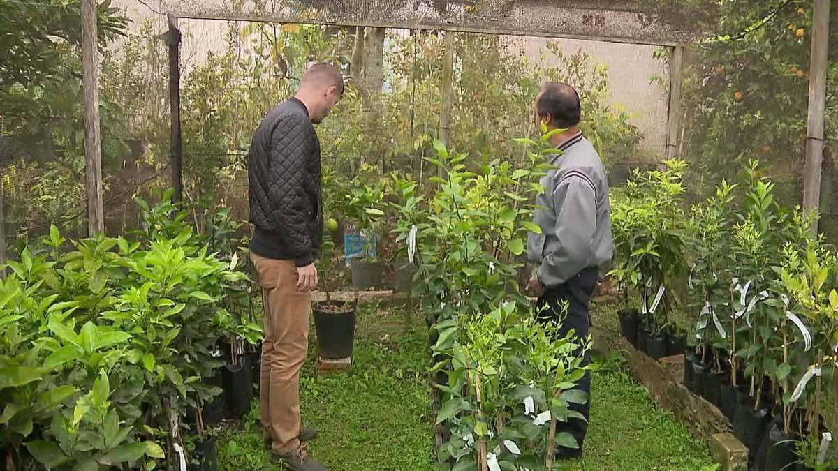 Família leva campo para cidade ao cultivar pomar no quintal de casa, em ...