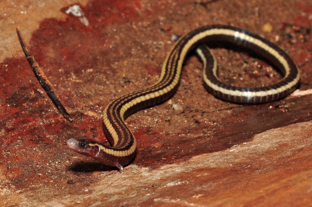 Cobra com patas? Conheça lagarto raro que vive na região norte do ...
