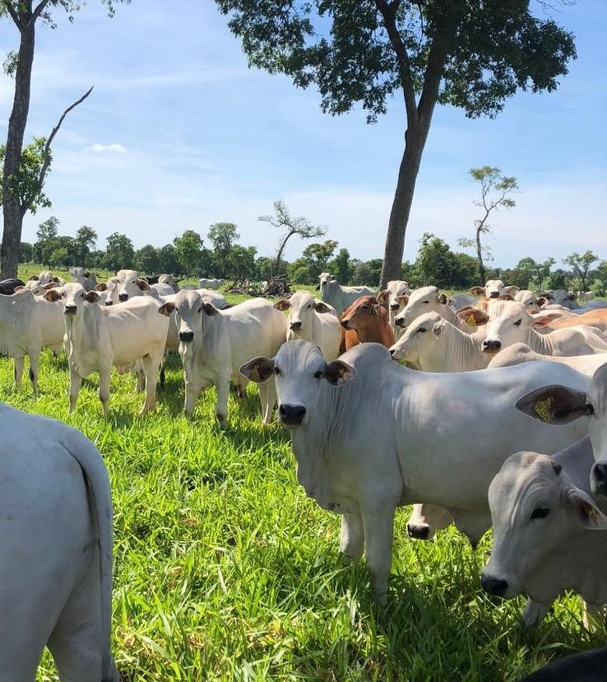 Pecuaristas produzem animais 20 quilos acima da média com práticas de ...