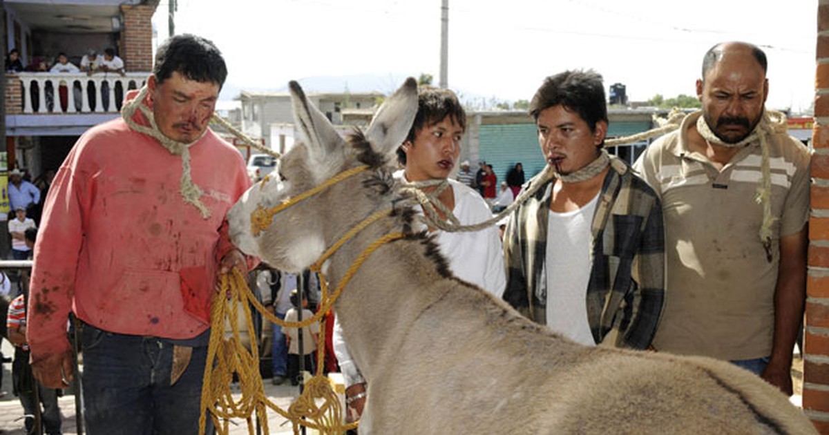 G1 - Homens acusados de roubar burro são amarrados ao animal no México ...