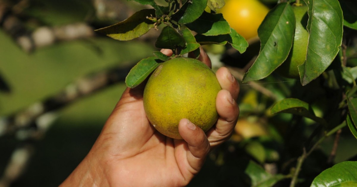 G1 - Sergipe é o 4º maior produtor de laranja do país - notícias em Sergipe