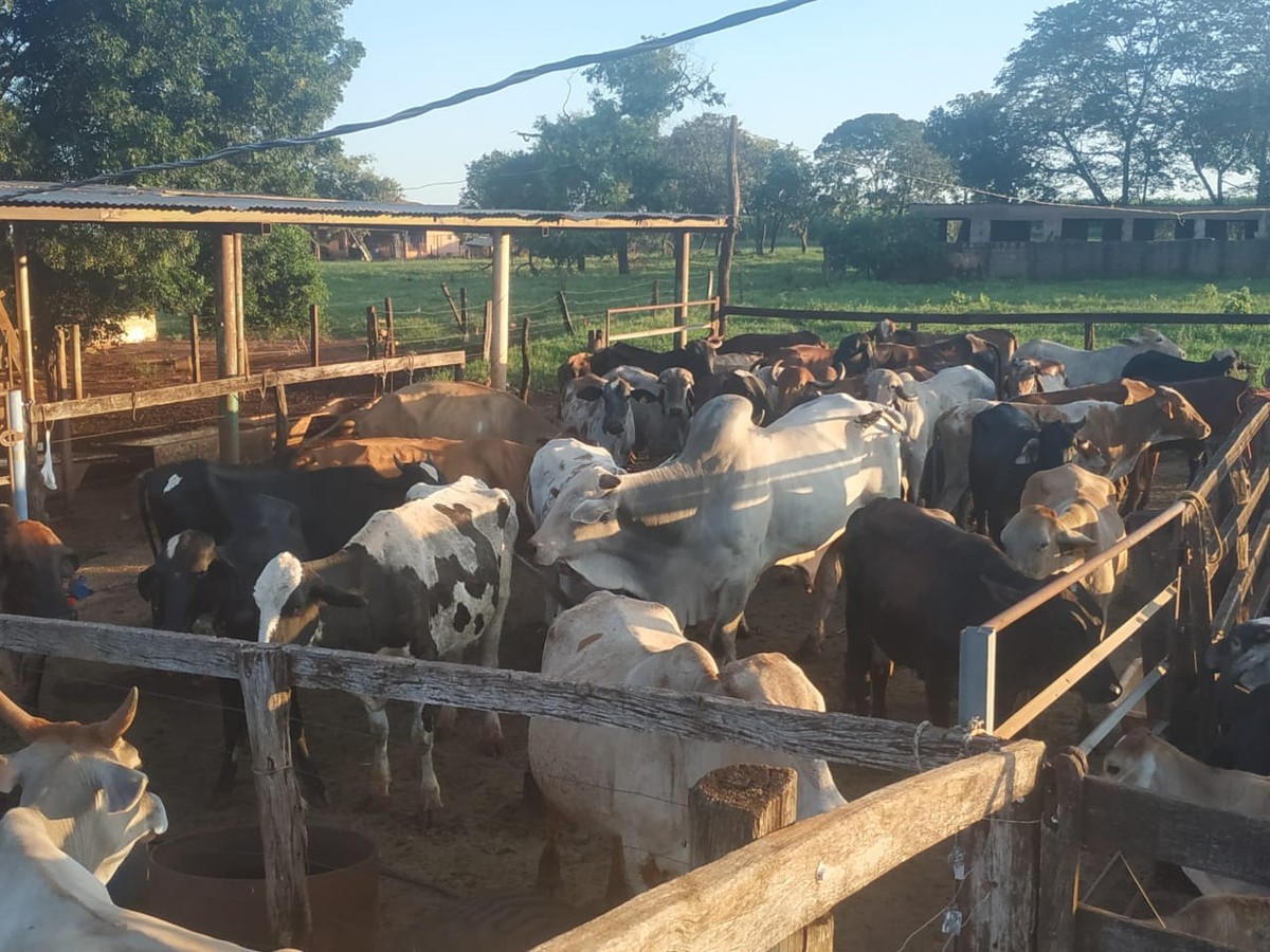 Pm Prende Suspeitos De Roubar Fazenda E Recupera Cabeças De Gado Em