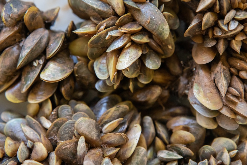 Proliferação de espécie invasora de mexilhão afeta hidrelétricas ...