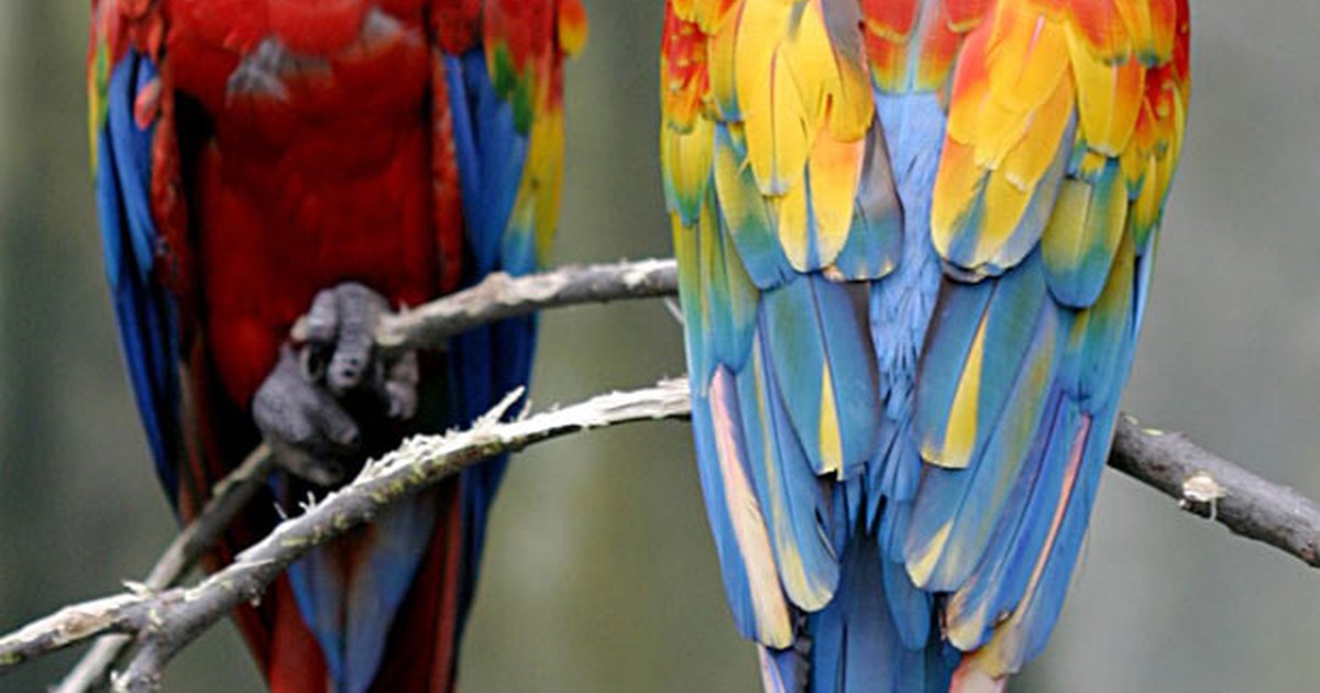 Natureza - Evolução na estrutura da pena explica cor azulada de arara ...