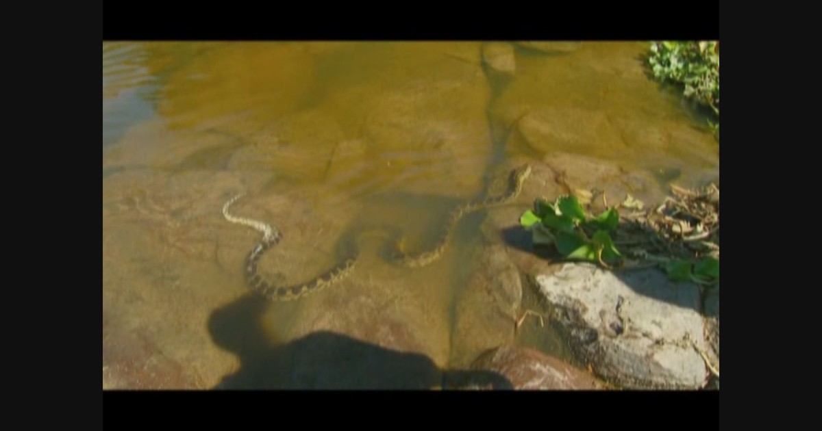 G1 - Sucuri - notícias em Fauna