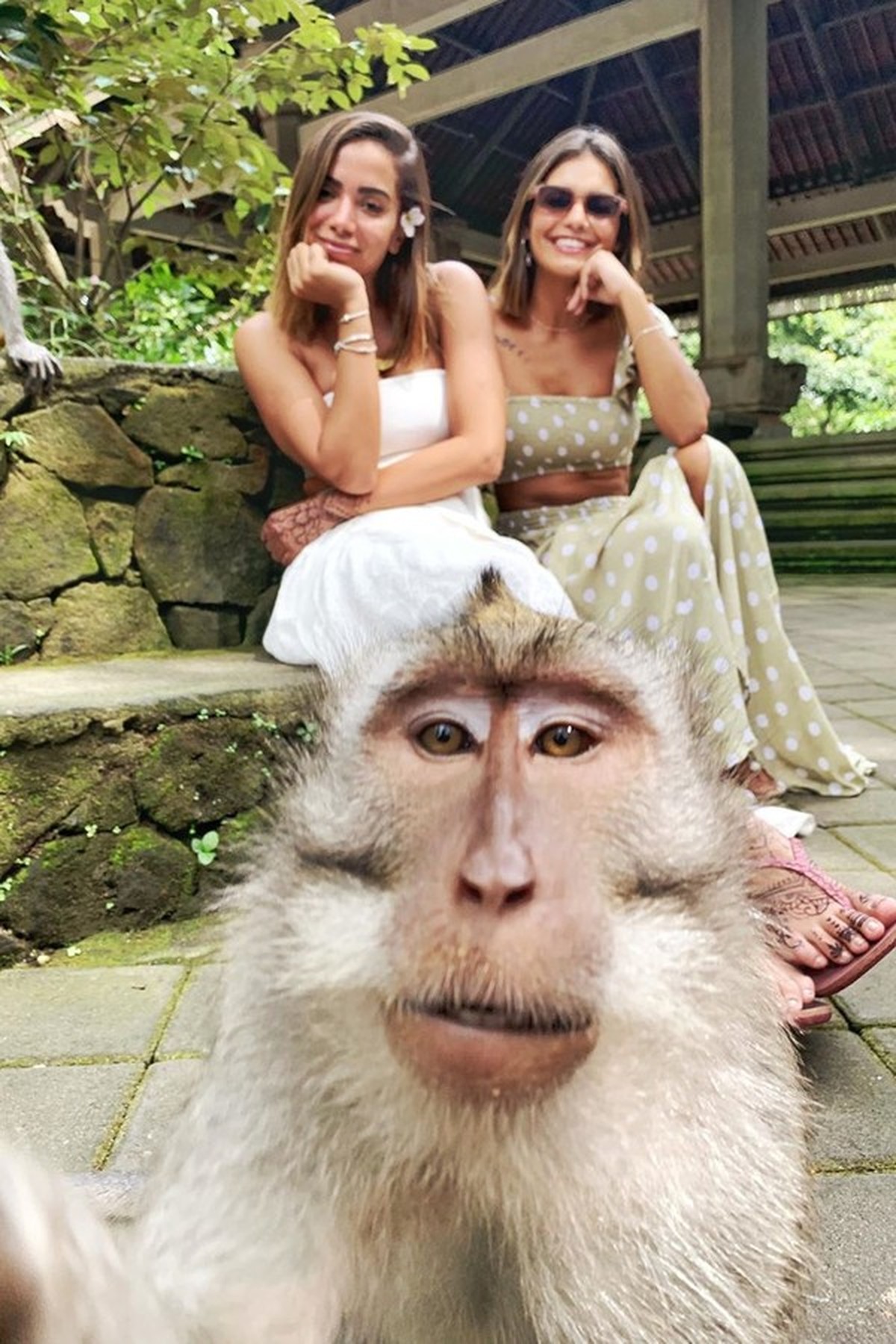 Macaco "tira selfie" com Anitta e amiga em Bali e seguidores se ...
