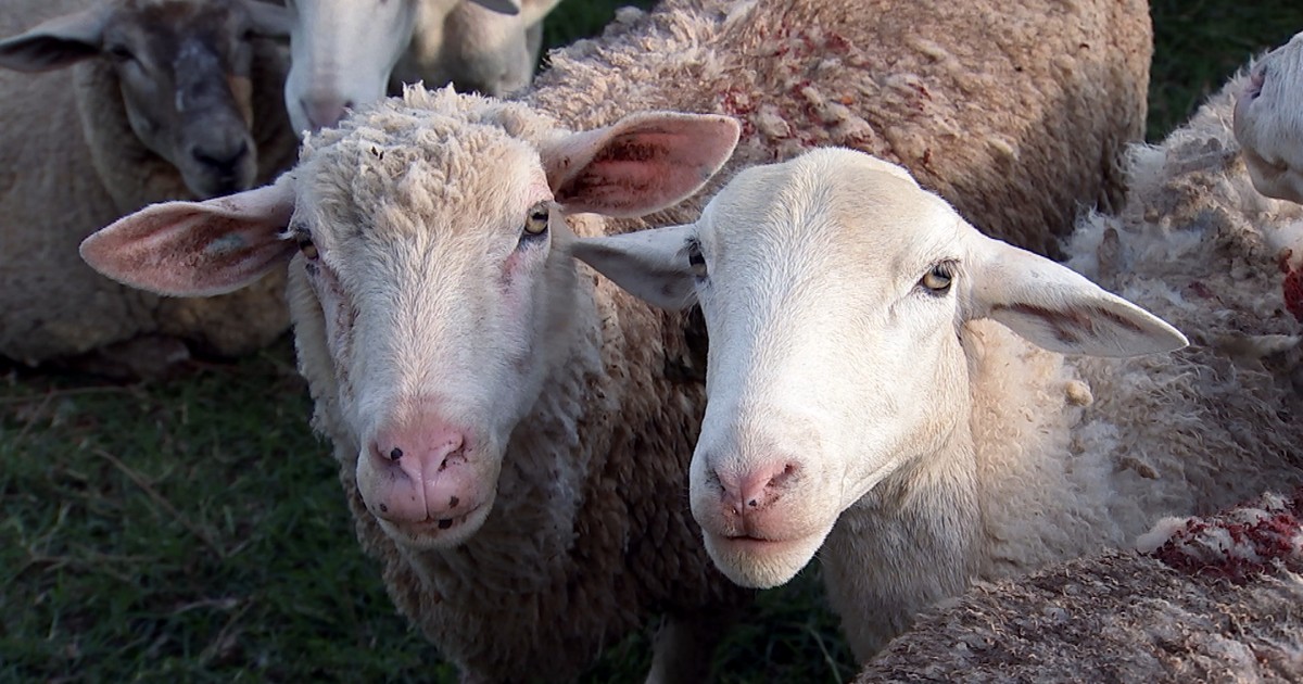 G1 - Mercado de ovinos em alta - notícias em Nosso Campo