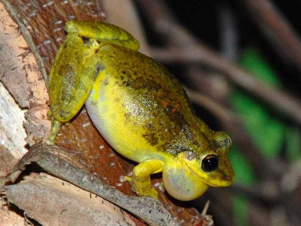 Pererecas 'invasoras' preocupam cientistas no litoral de São Paulo ...