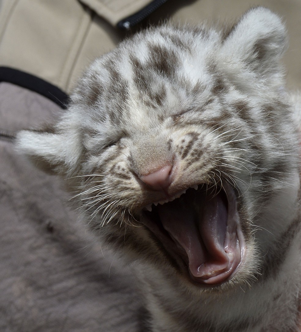 Zoológico da Áustria apresenta quatro filhotes de tigre branco ...