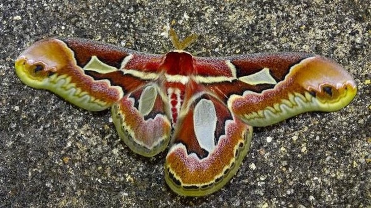 Observadora registra mariposa com anomalia nas asas | Terra da Gente | G1