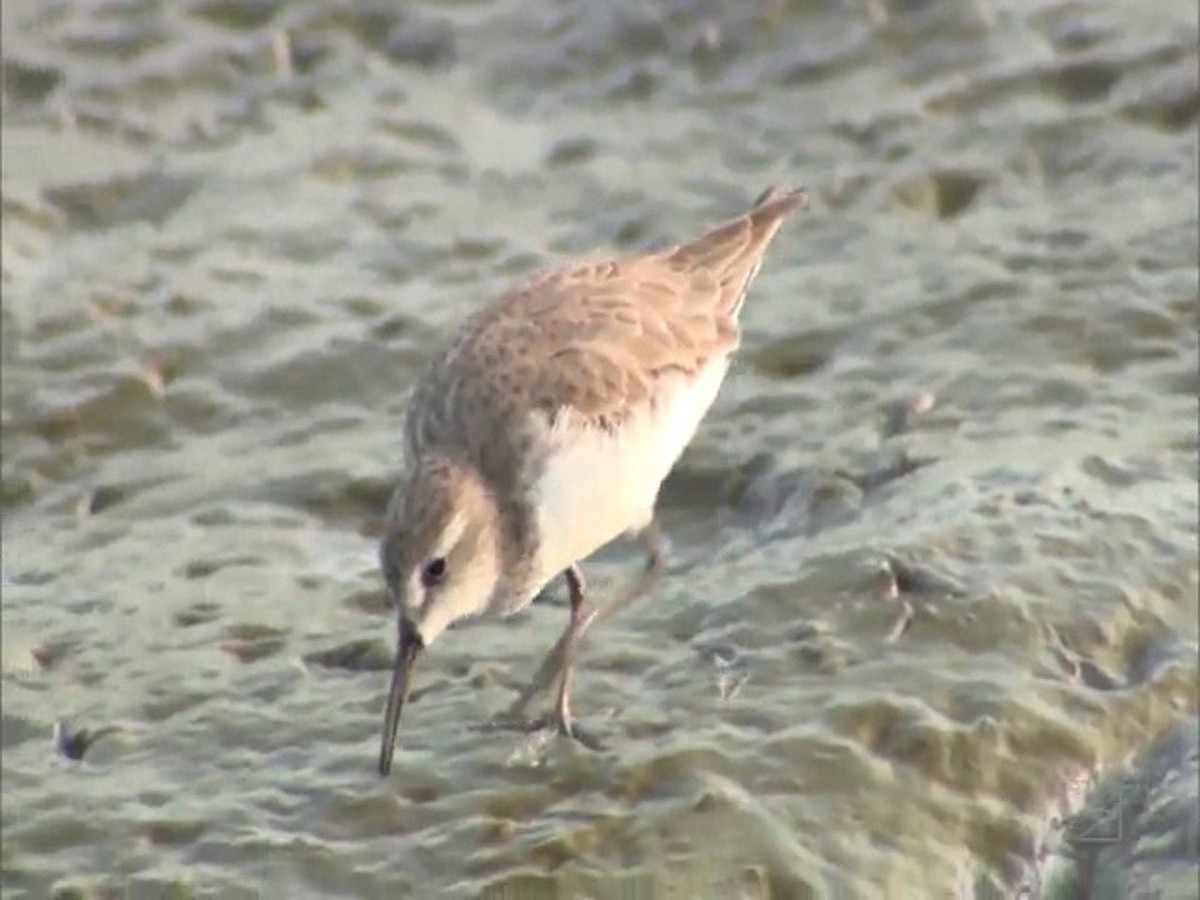Repórter Mirante Retrospectiva 2020 relembra a vida das aves ...