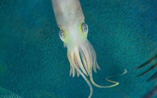 Espécie extinta de cefalópode é nomeada em homenagem a Joe Biden ...