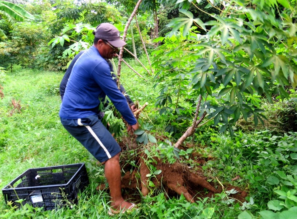 Agricultores de 20 comunidades rurais realizam 5º Festival da Macaxeira ...