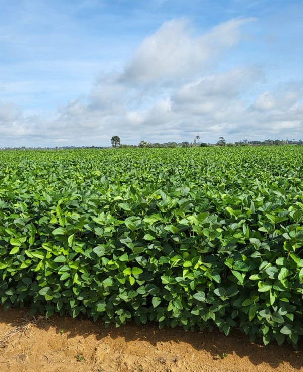 Soja começa a ser colhida em Rondônia - Jaru Online