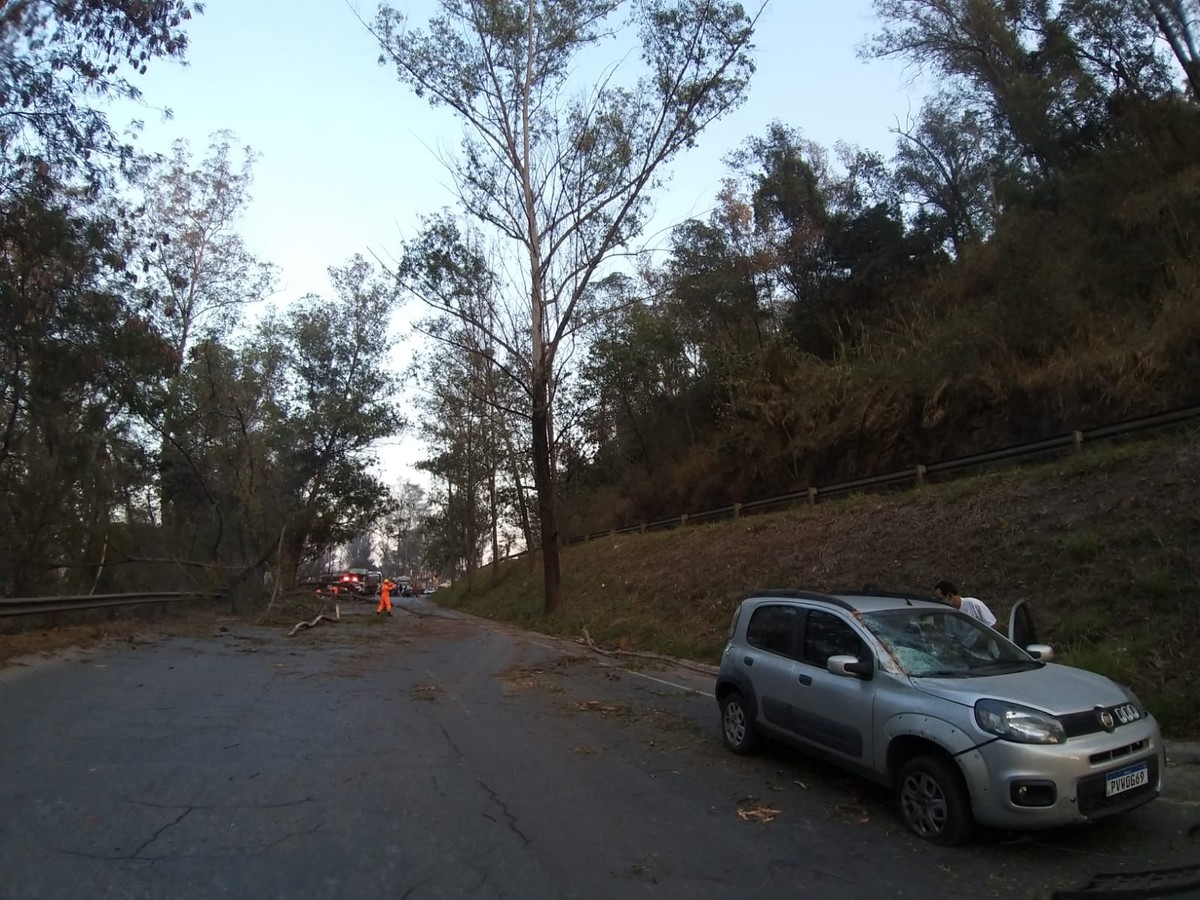 Árvore cai sobre carro na MG-424, em Pedro Leopoldo, na Grande BH | Minas Gerais | G1