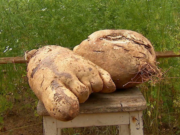 G1 - Produtor de São José do Rio Preto colhe Inhames gigantes ...
