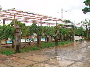 G1 - Videira gigante em Ferraz produz ao mesmo tempo 41 variedades de ...