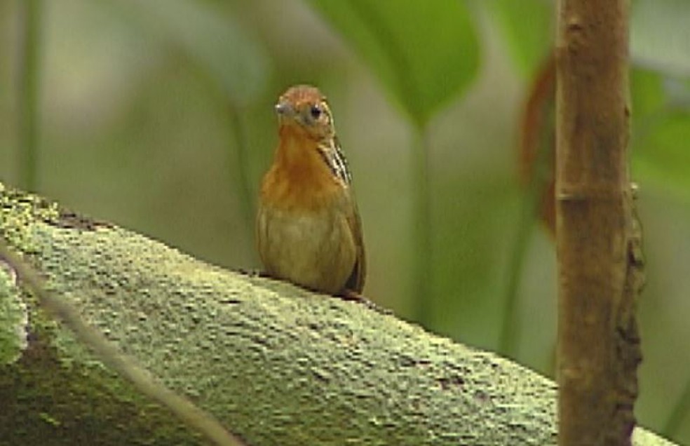 Dalgas Frisch conta trajetória para se tornar o "senhor das aves" do ...