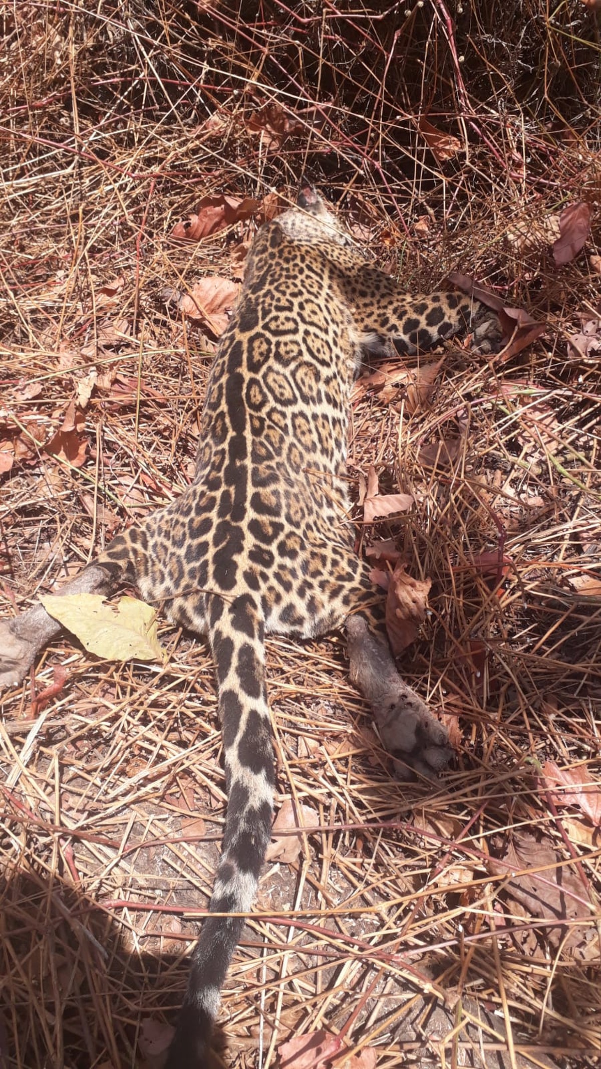 Onça-pintada é encontrada morta com patas e orelhas queimadas no sul do ...