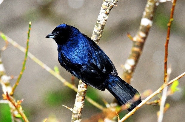 G1 - Tiziu recebe nome popular inspirado no canto característico ...