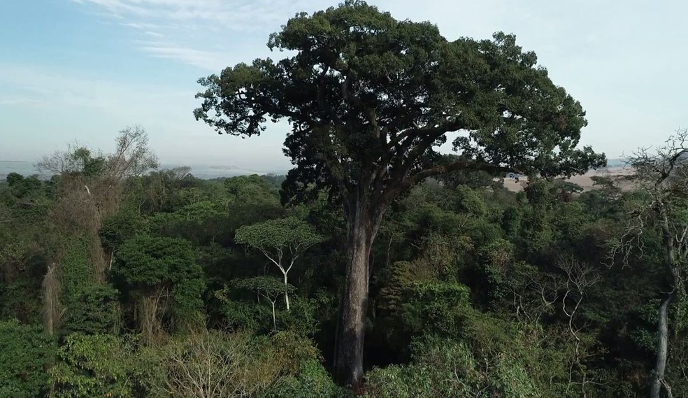 Gigantes da floresta: conheça os jequitibás do Brasil | Terra da Gente | G1