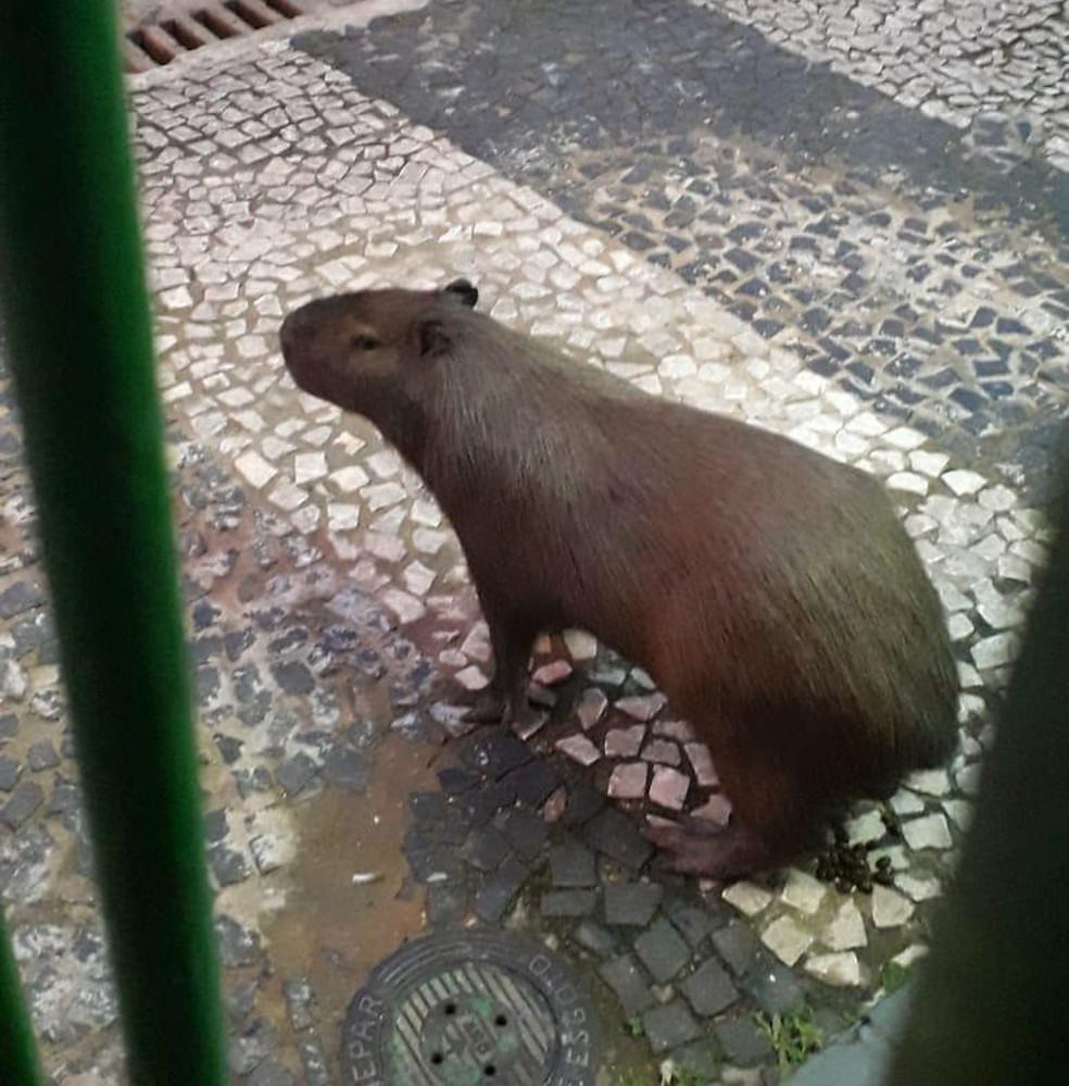 Capivara é flagrada em calçada de bairro residencial de Curitiba; VÍDEO ...