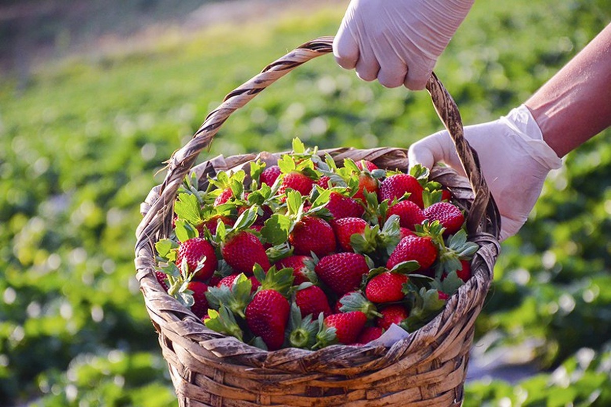 Saiba a história da Festa do Morango, em Monte Alegre do Sul (SP ...