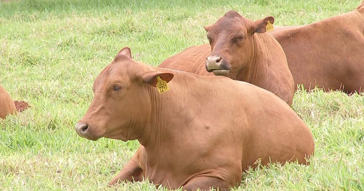 G1 - Relembre: Senepol conquista criadores paulistas - notícias em ...