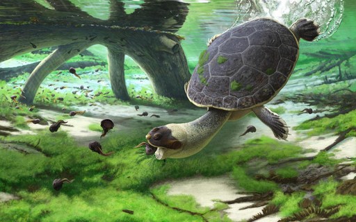 Cágado "com cara de sapo" de milhões de anos é descoberto - Revista ...