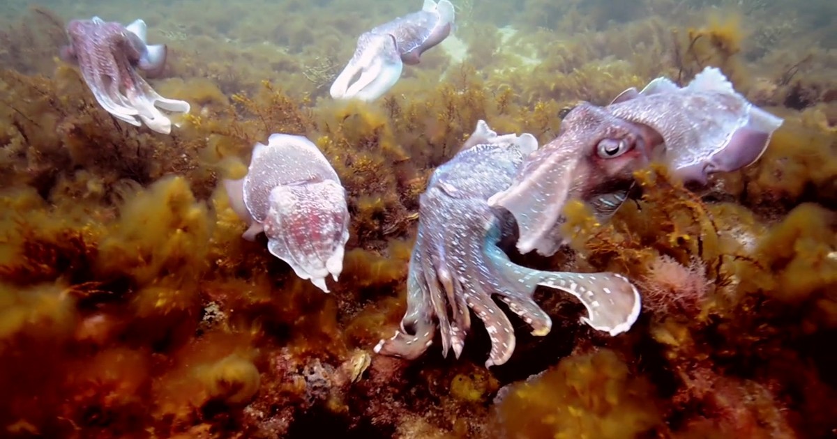 Natureza - O truque do molusco que se 'traveste' para enganar rivais ...