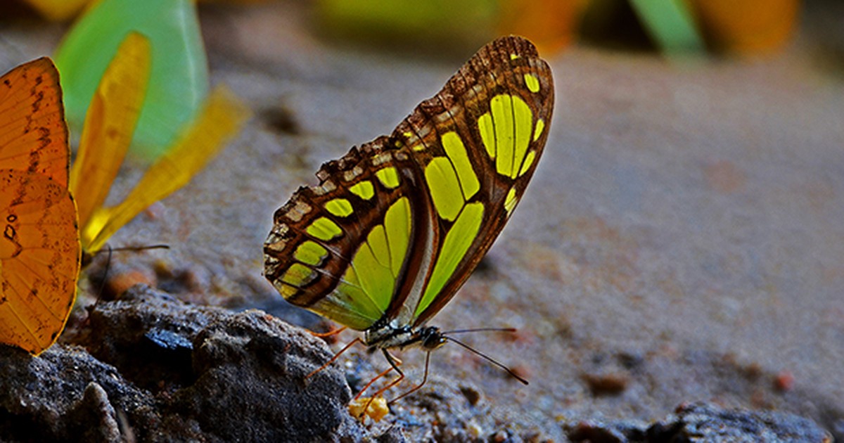 G1 - Borboleta que ocorre no Brasil tem asas que medem 11 centímetros ...
