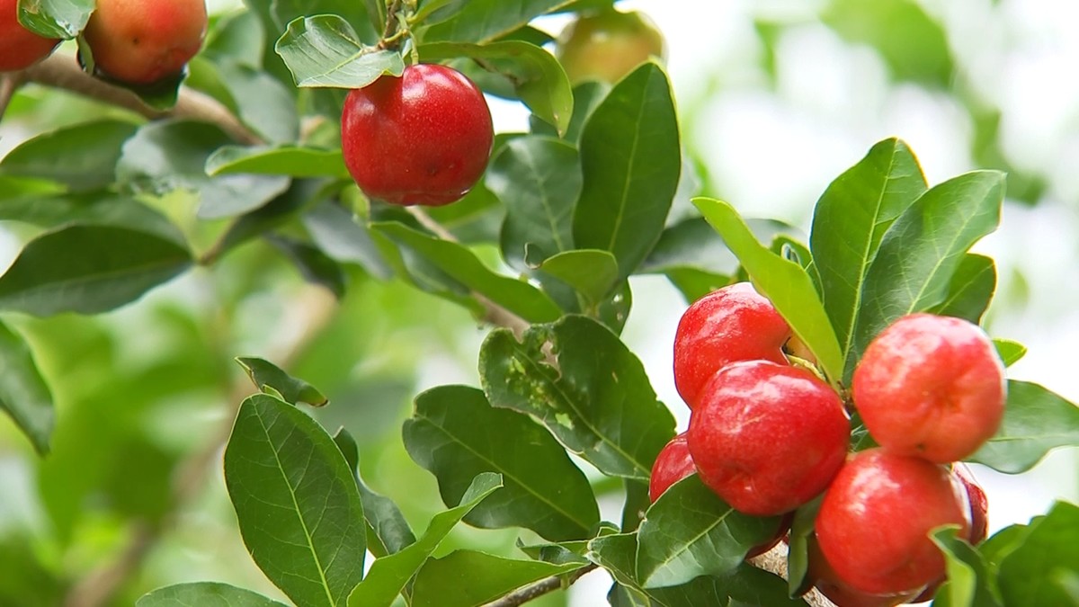 Acerola faz bem para a saúde? Teste seus conhecimentos no quiz ...