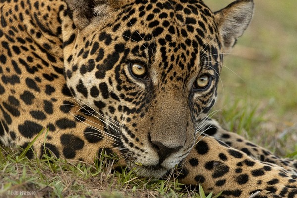 De frente com a fera: guia fica a menos de 3 metros de onça-pintada ...