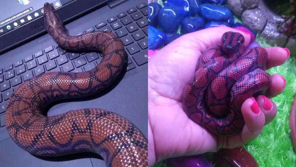 Jiboia arco-íris que brilha é pet ‘diferentão’ de família há quase três ...