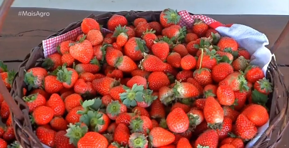 Casal produz morango no quintal de casa em MT | Mato Grosso | G1