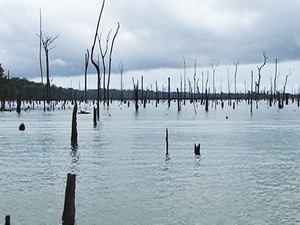 G1 - Tucunarés brigam e dão show na represa de Balbina, no Amazonas ...