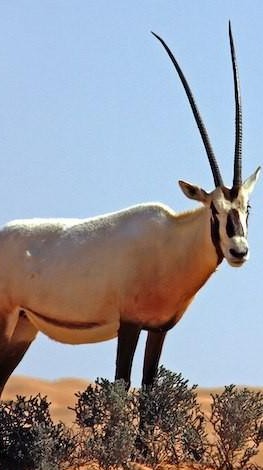 7 espécies de animais que vivem nos desertos do Catar