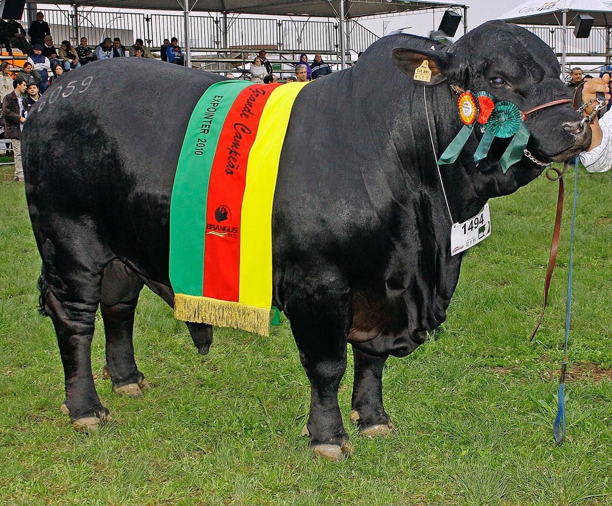 Ícone da raça Brangus, touro Spartacus despede-se aos 15 anos | Boi ...