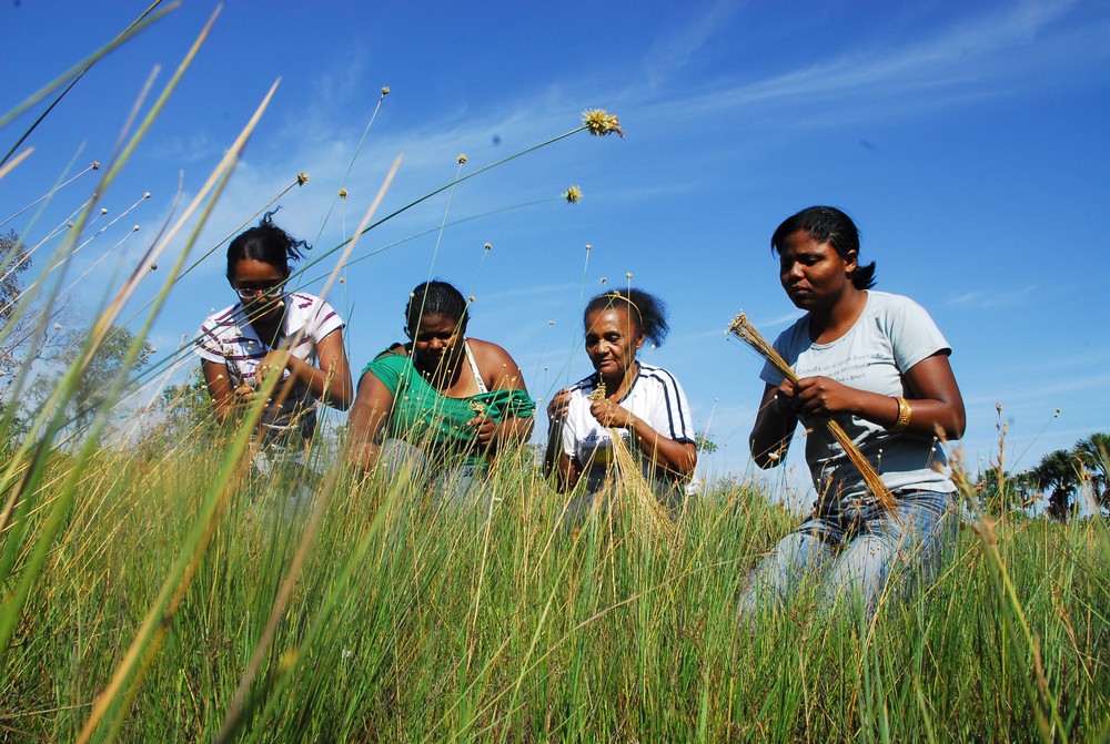 Capim dourado: conheça 10 curiosidades da planta colhida no Jalapão e