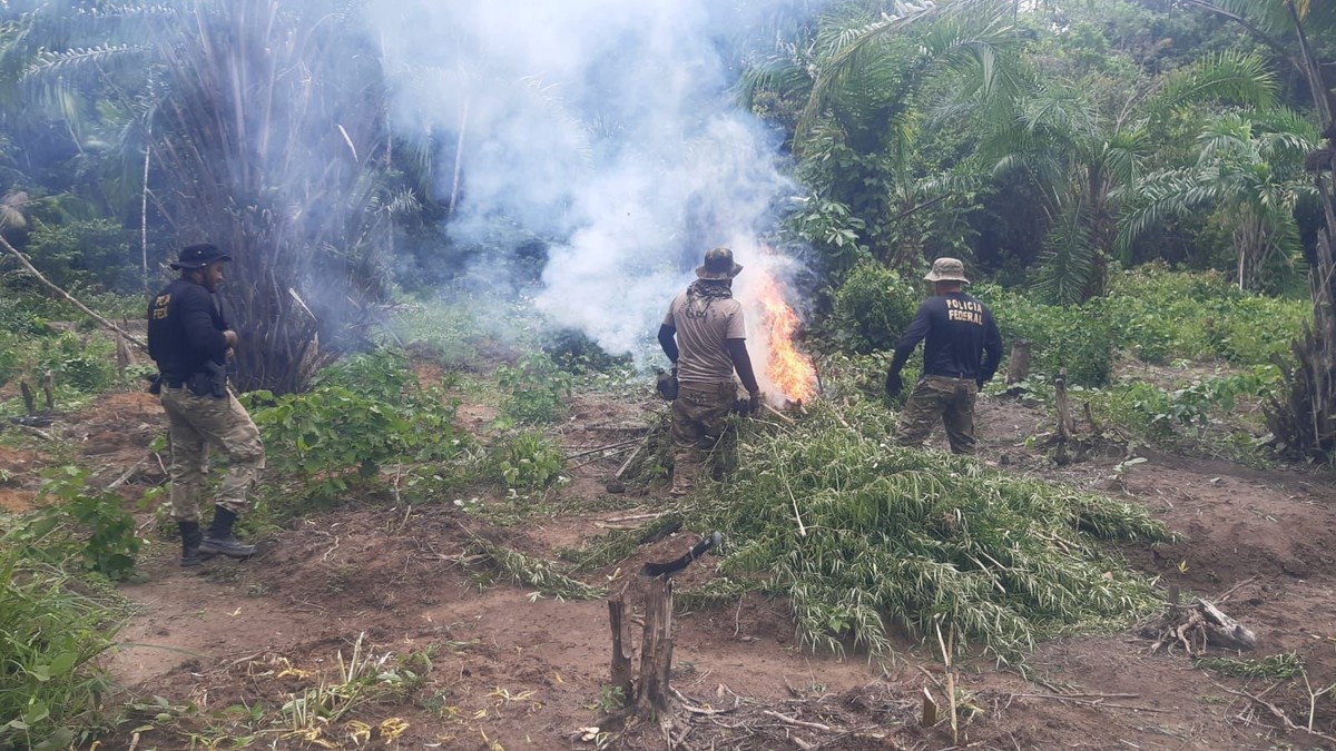 Polícia Federal destrói 81.284 pés de maconha durante operação no ...
