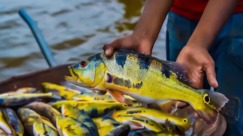 Tucuruí | Cidade | G1